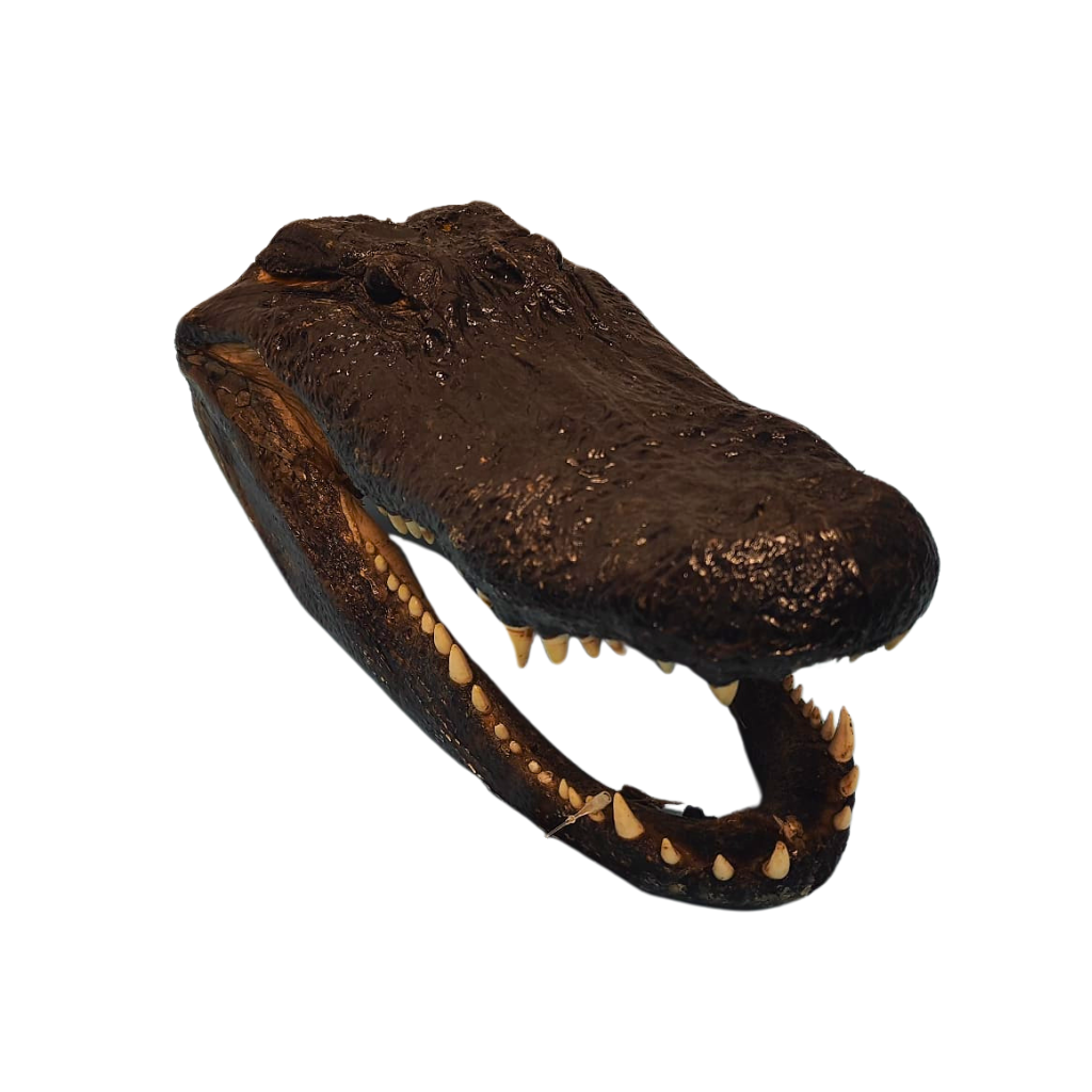 Gator Head Real Alligator Head Large – Giftsnbeyond
